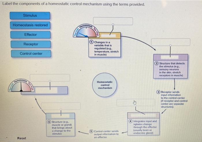 Diagram Of The Components Of A Homeostatic Control System Ce