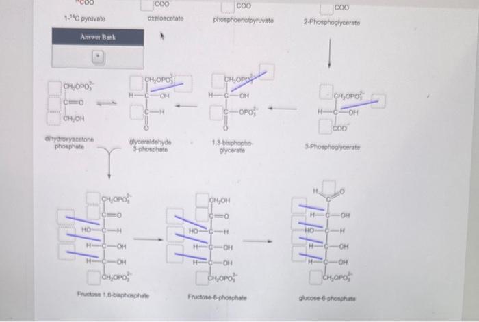 Solved Trace the pathway of pyruvate through | Chegg.com