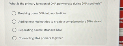 Solved What is the primary function of DNA polymerase during | Chegg.com