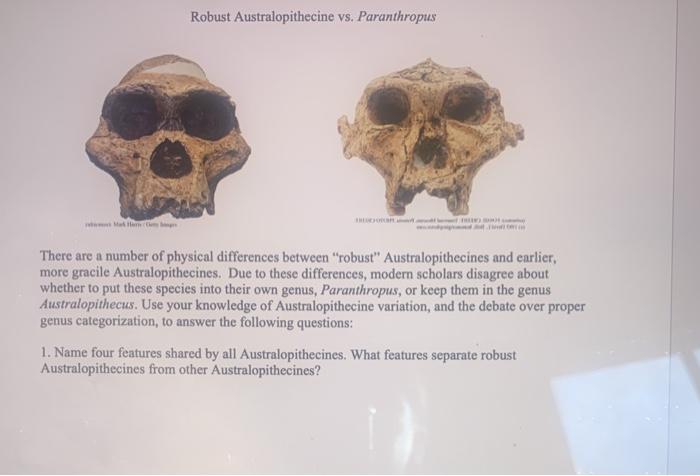 Robust Australopithecine vs. Paranthropus There are a | Chegg.com