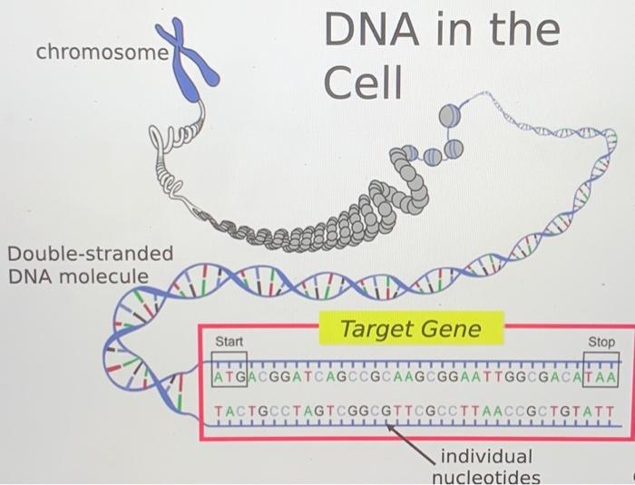 Solved 5.) from The Druid Dracula. A) The THO1 short tandem | Chegg.com