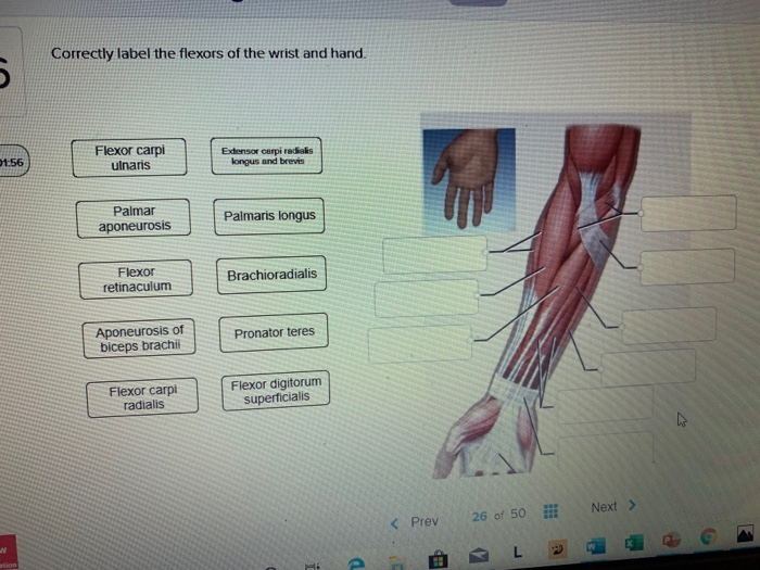 Solved Correctly label the flexors of the wrist and hand. | Chegg.com
