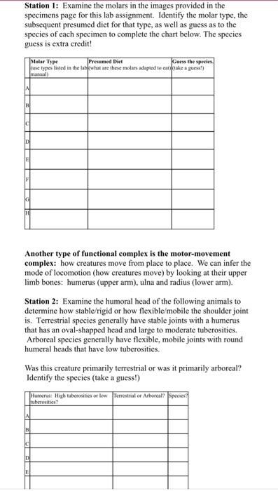 Solved Station 1: Examine the molars in the images provided | Chegg.com
