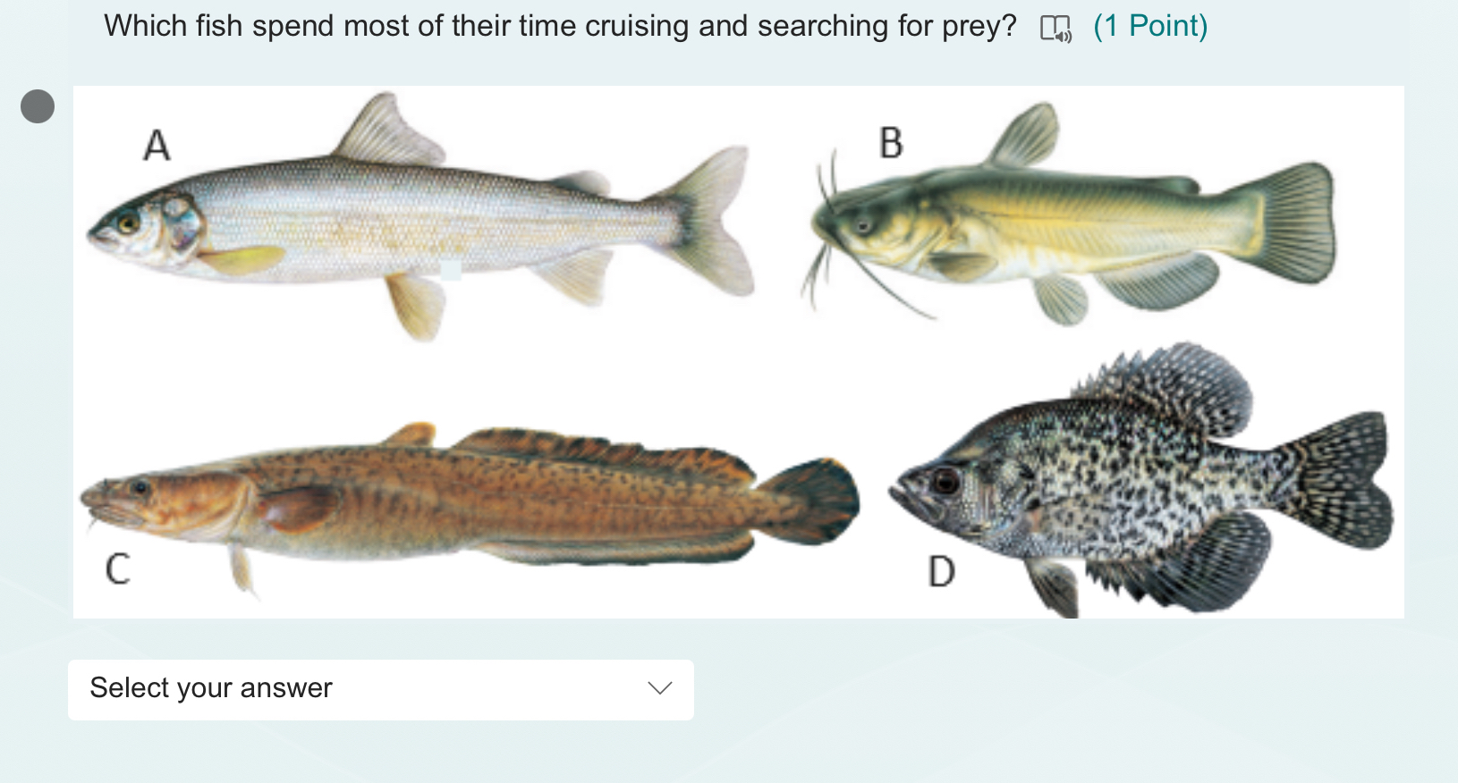 Solved Which fish spend most of their time cruising and | Chegg.com