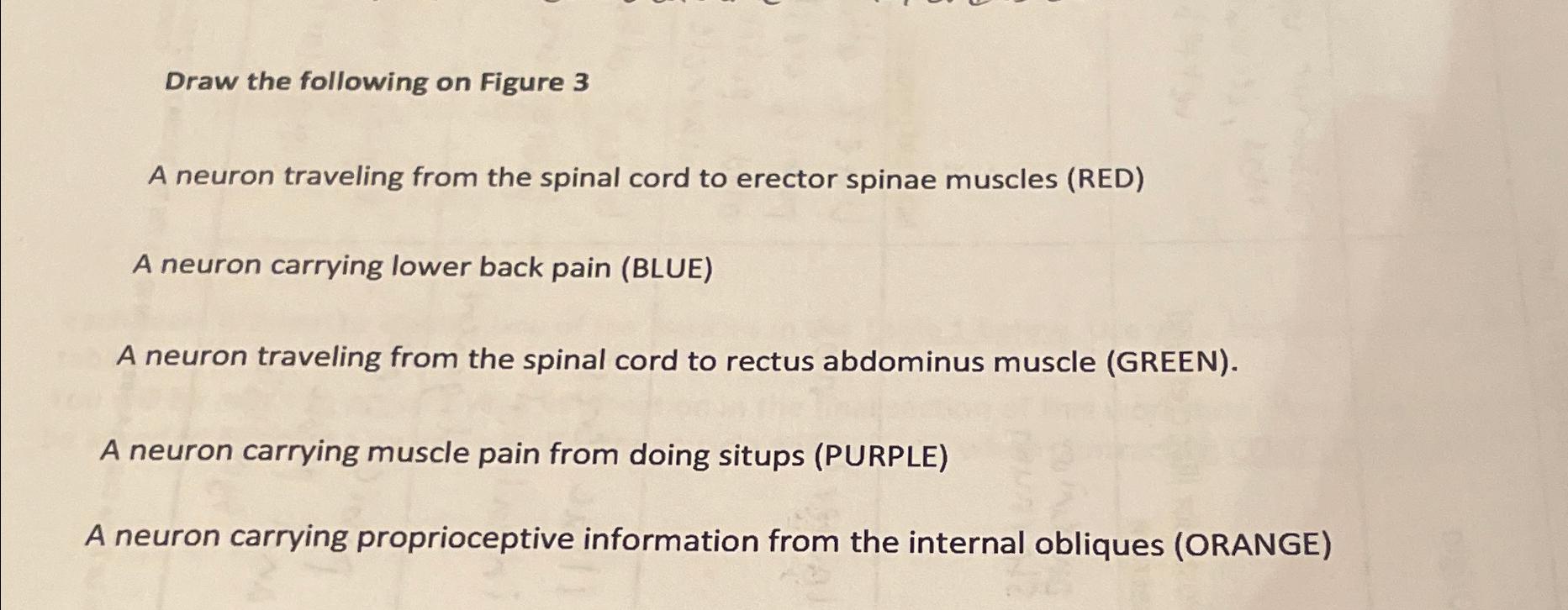 Solved Draw the following on Figure 3A neuron traveling from | Chegg.com