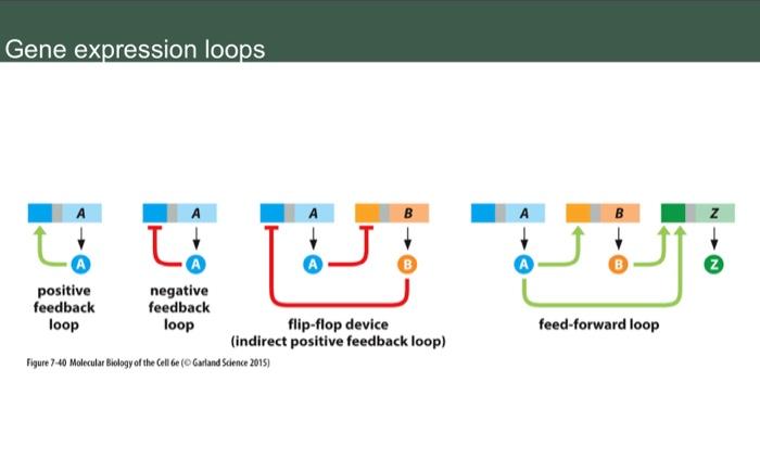 Solved genetics question Gene regulation ( Posttranslational | Chegg.com