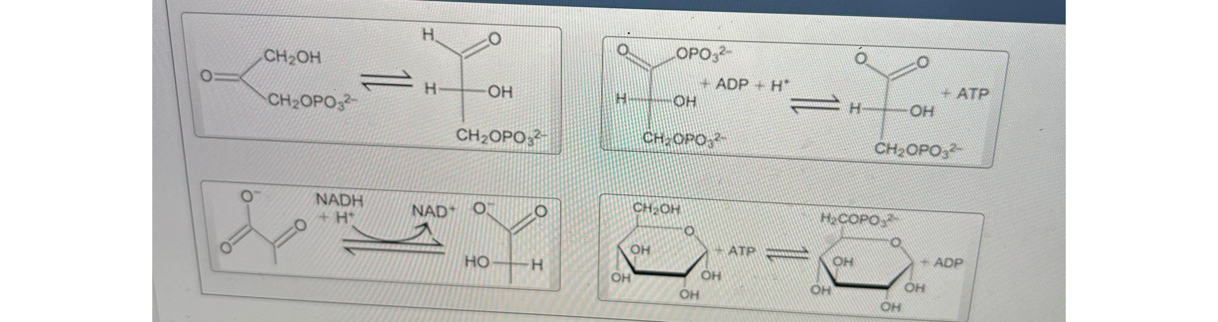 Solved Classify each metabolic reaction as an | Chegg.com