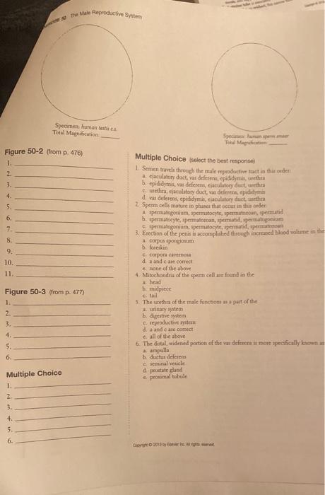 The Male Reproductive System Specimen humance Total | Chegg.com