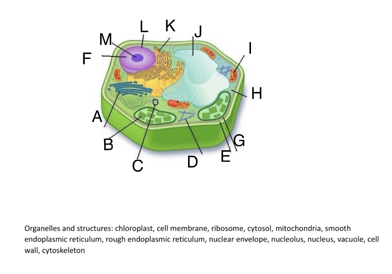 Solved Organelles and structures: chloroplast, cell | Chegg.com