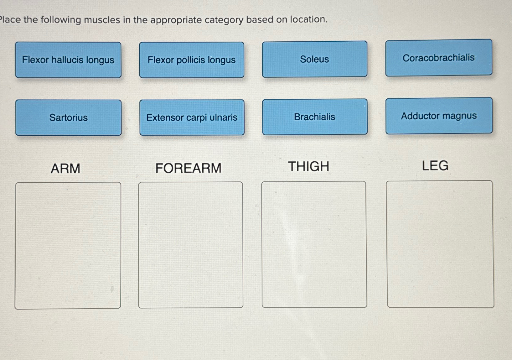 Solved Pace The Following Muscles In The Appropriate