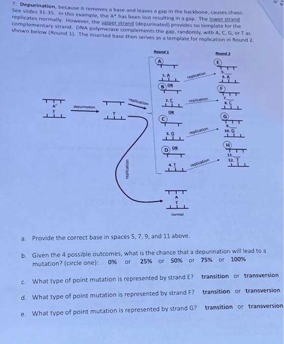 Solved Depurination, because it removes a base and leaves a | Chegg.com