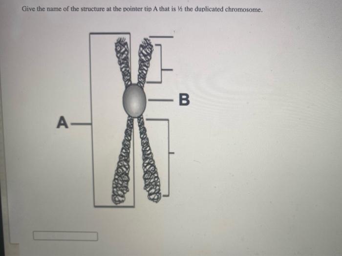 Solved Give the name of the structure at the pointer tip A | Chegg.com