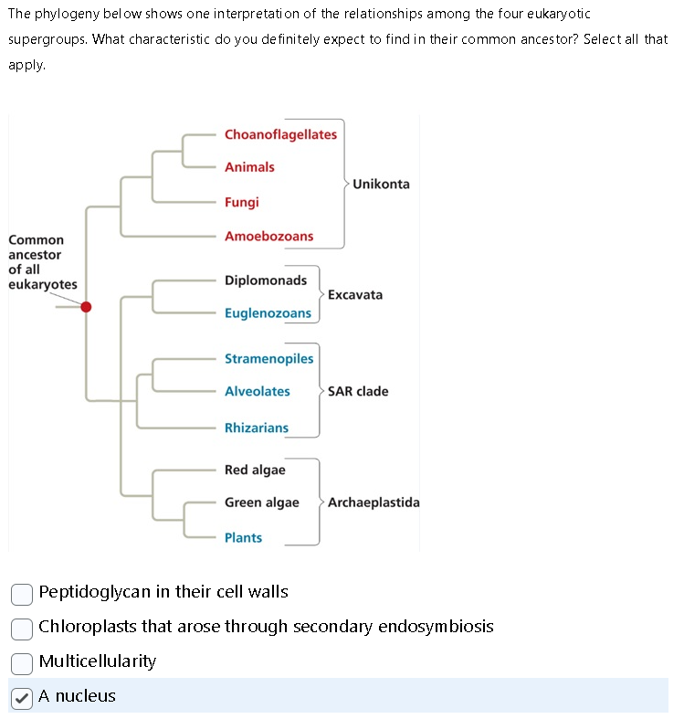 Solved The phylogeny below shows one interpretation of the | Chegg.com