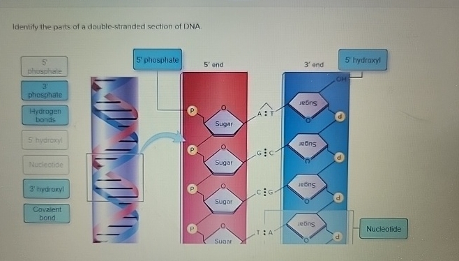 Solved Identify the parts of a double-stranded section of | Chegg.com