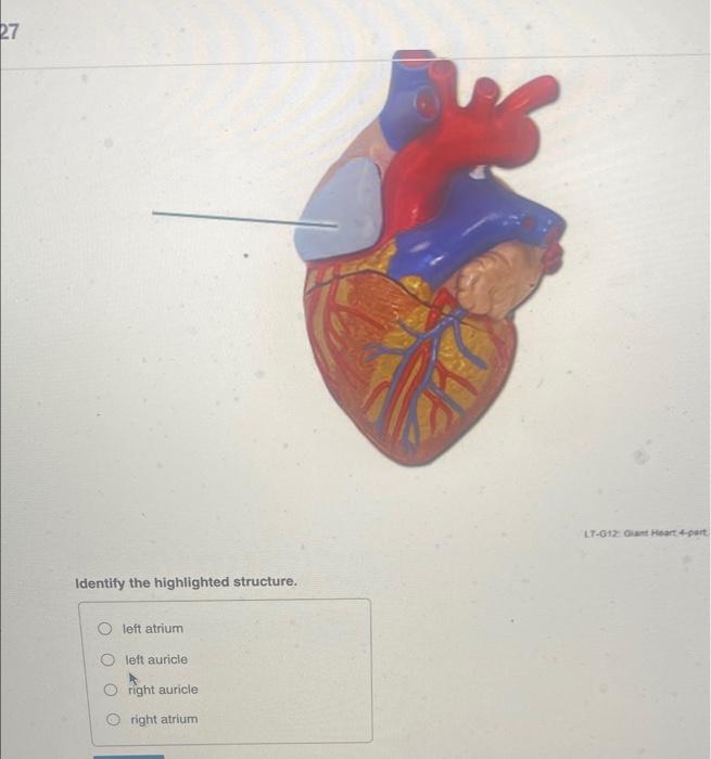 Solved 27 Identify the highlighted structure. left atrium O | Chegg.com