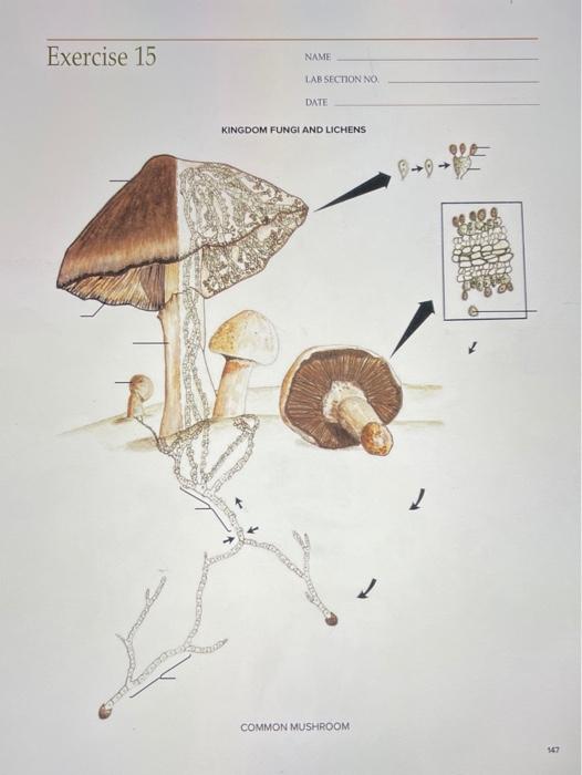 Solved Labelactivity 3 2 Rhizopus Life Cycleactivity 3 3