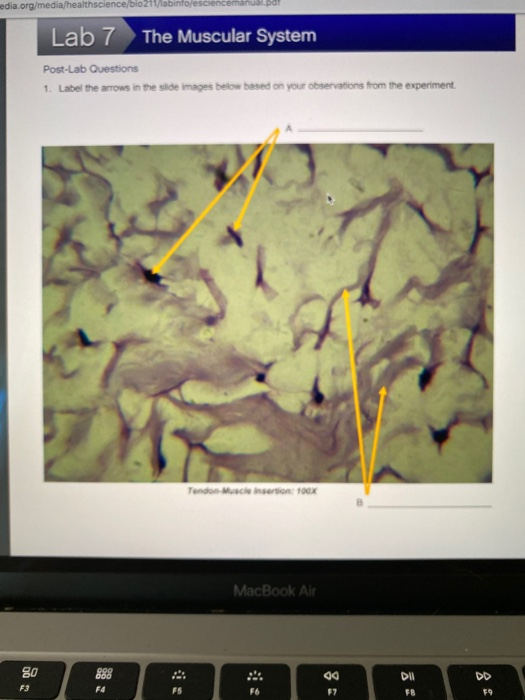 Solved edia.org/media/heal Lab 7 The Muscular System | Chegg.com
