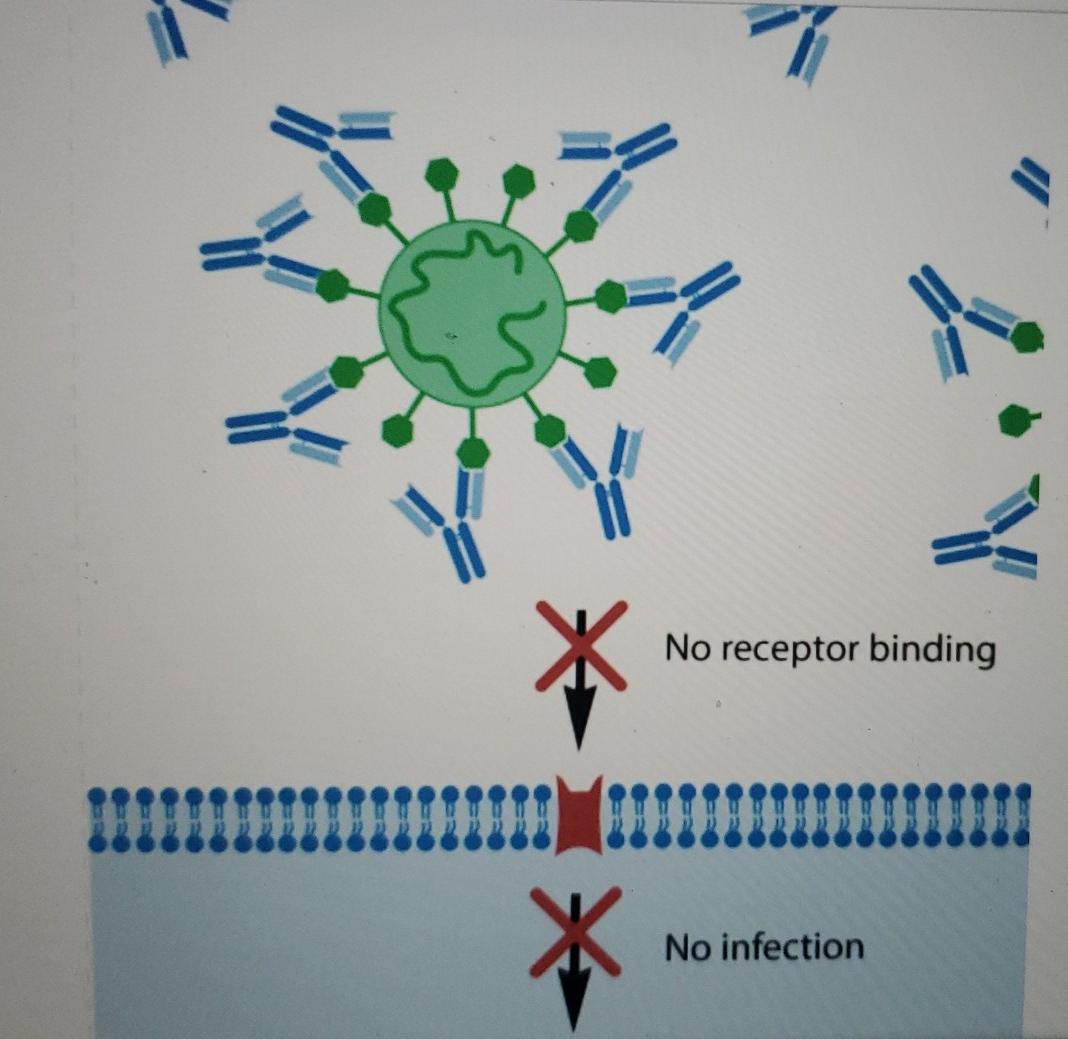 Solved Which image below shows complement-mediated | Chegg.com