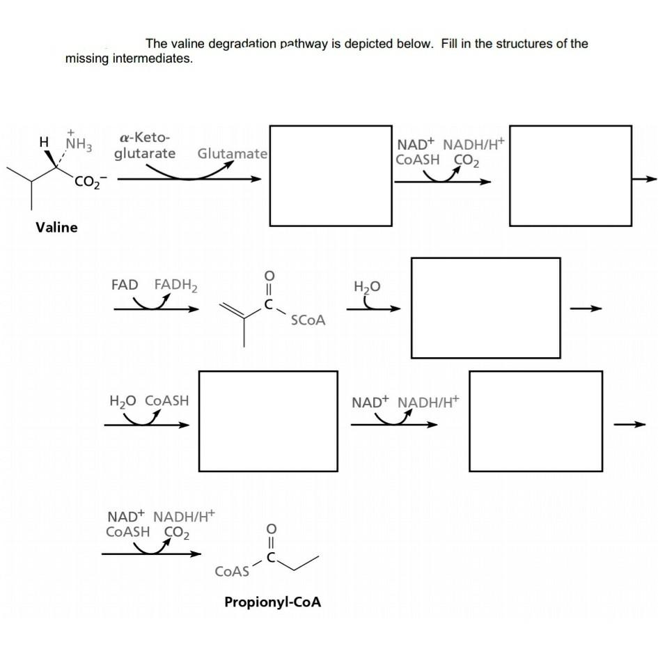Solved The valine degradation pathway is depicted below. | Chegg.com