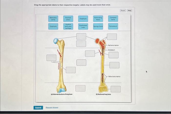 Solved Drag the appropriate labels to their respective | Chegg.com