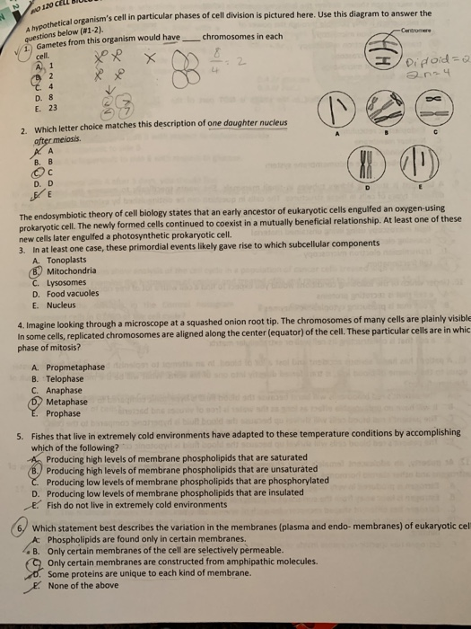 Solved NO 120 Ce A hypothetical organism's cell in | Chegg.com