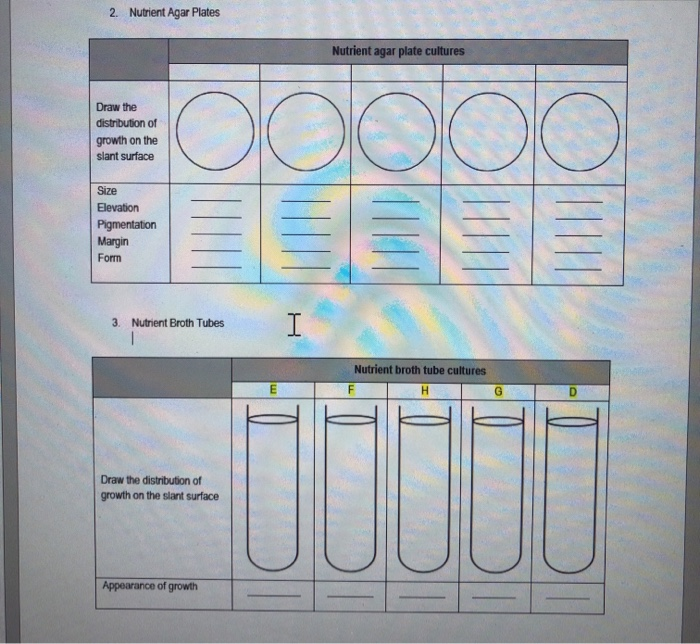 Observations and Results 1. Nutrient Agar Slants | Chegg.com