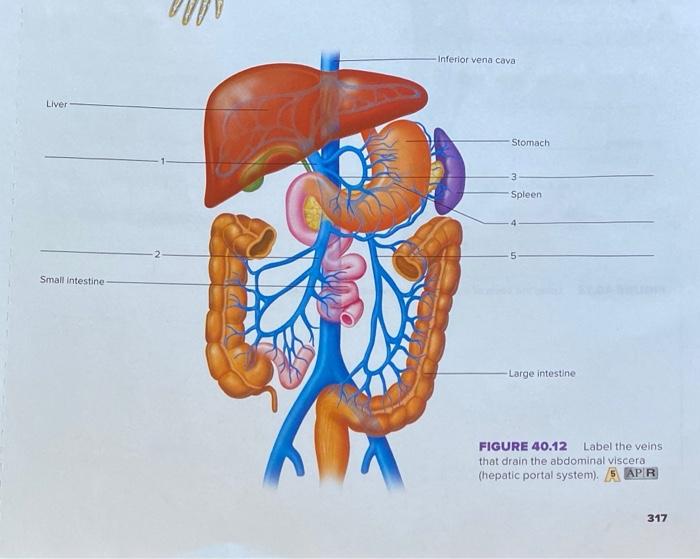 Solved Inferior vena cava Liver Stomach 3 Spleen 4 5 Small | Chegg.com