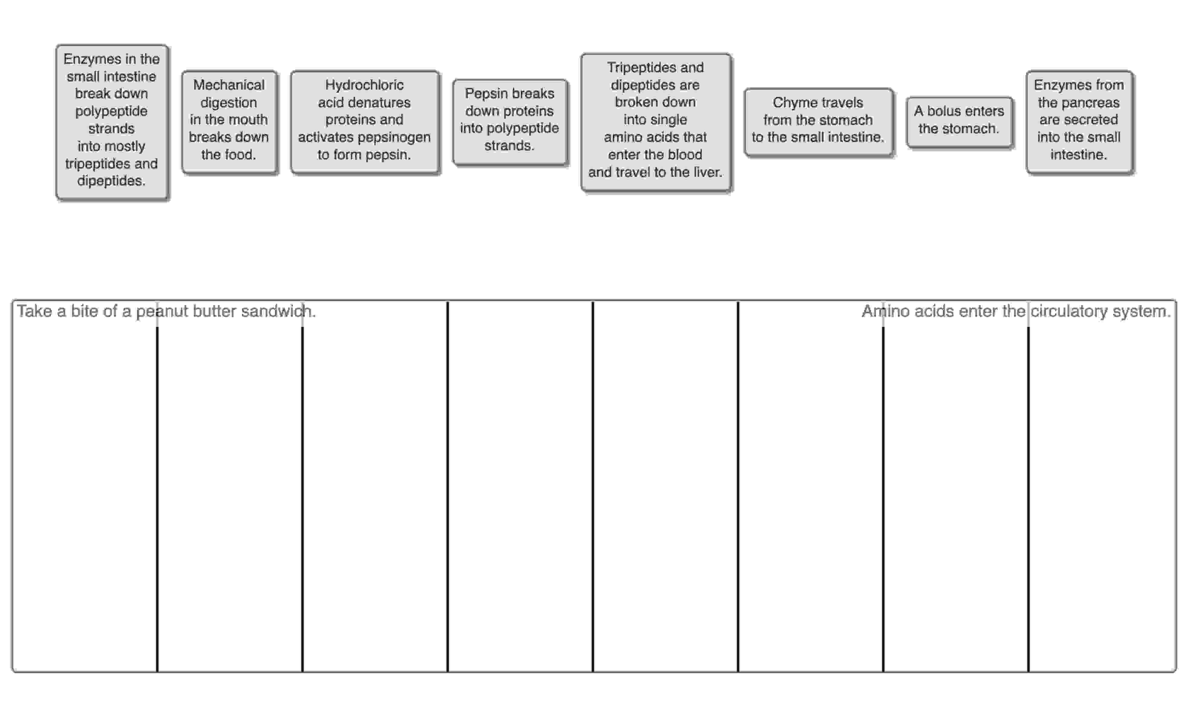 Solved How does protein in a peanut butter sandwich become | Chegg.com