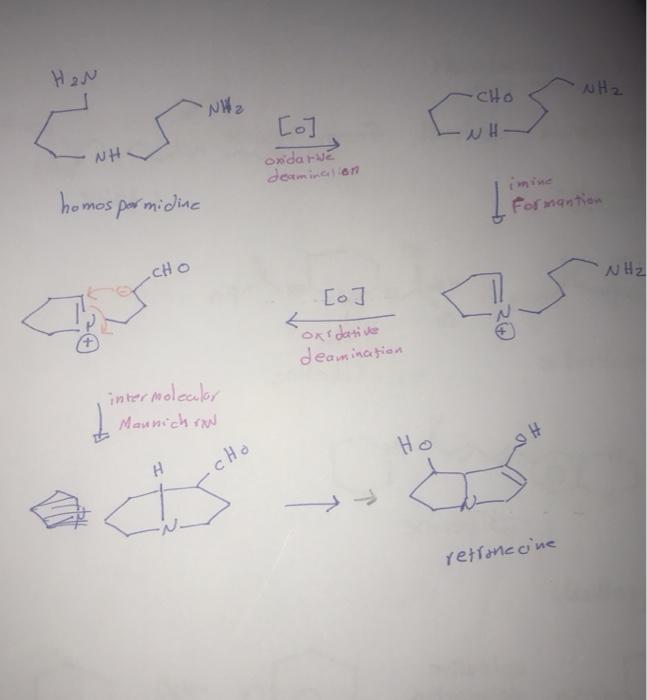 Solved Han •CHO NH2 NH2 Co NH. onda se deamination homos | Chegg.com