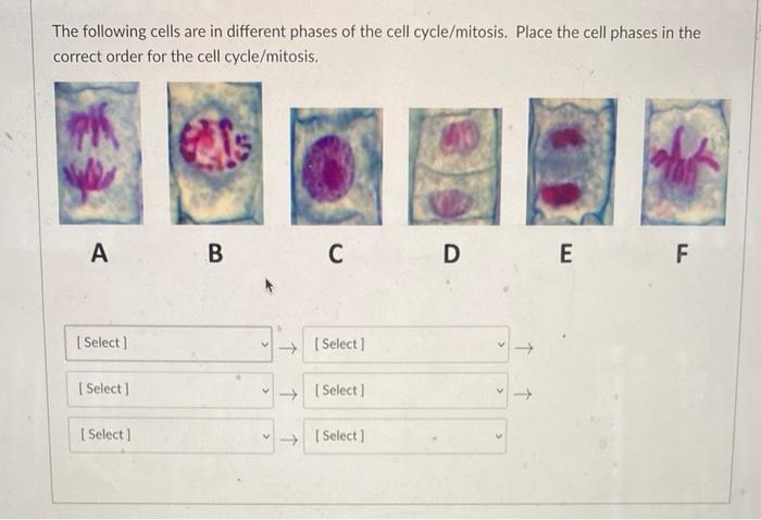 Solved The following cells are in different phases of the | Chegg.com