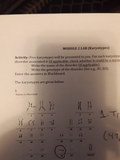 Solved MODULE 2 LAB (Karyotypes) Activity Five karyotypes | Chegg.com