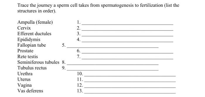 Solved Trace the journey a sperm cell takes from | Chegg.com
