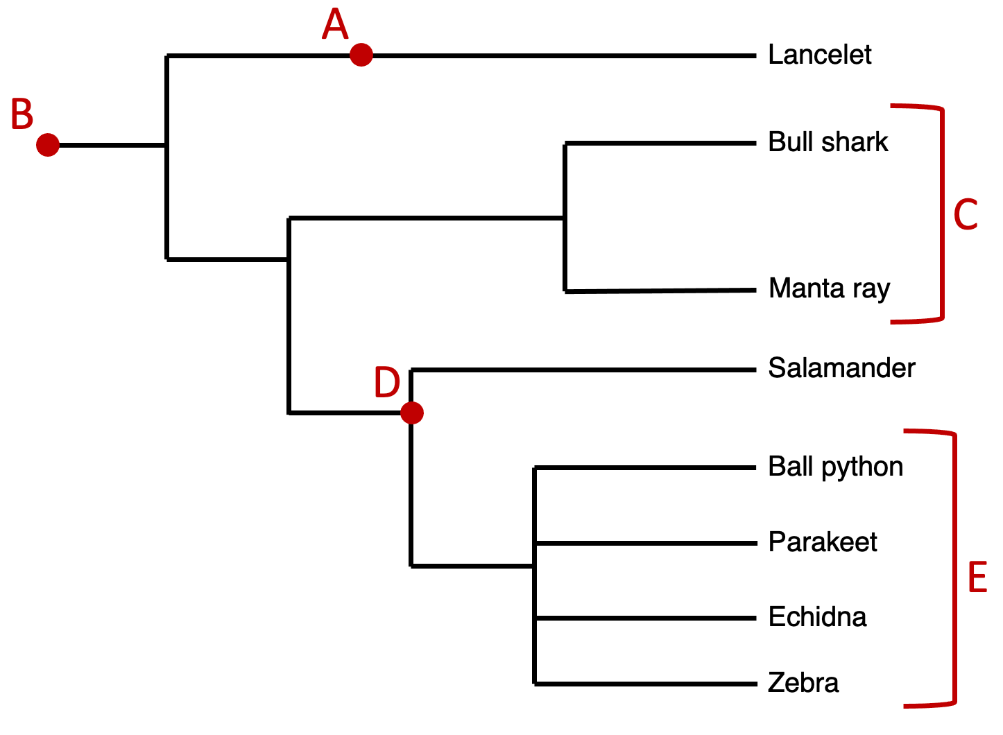 Solved Match the features of the phylogeny shown below | Chegg.com