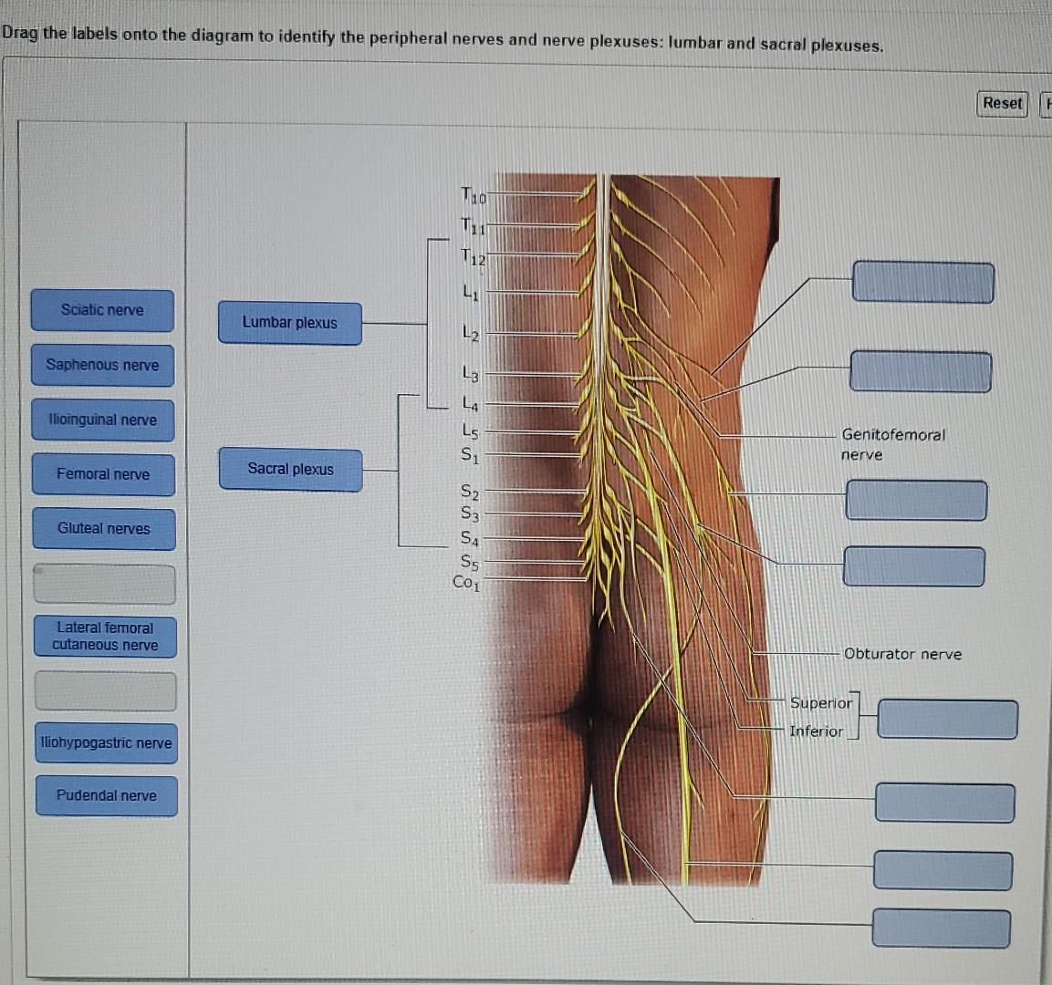 Solved Jrag the labels onto the diagram to identify the | Chegg.com