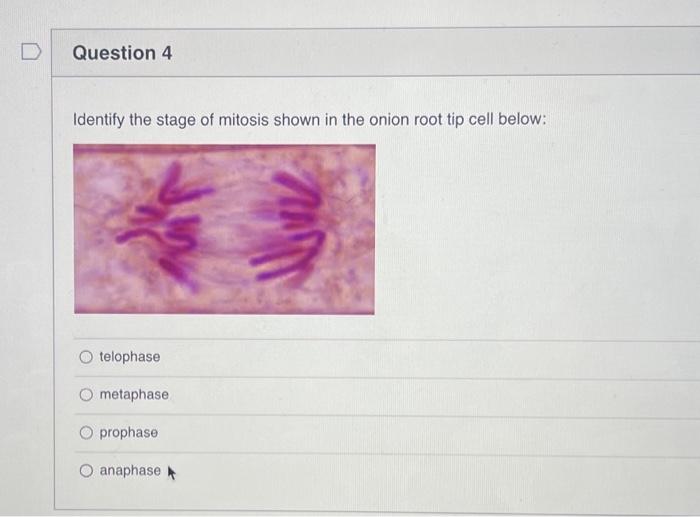 Solved Identify the stage of mitosis shown in the onion root | Chegg.com