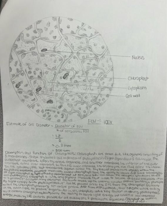 draw this in a circle in 400x fovstipple shaded areas | Chegg.com