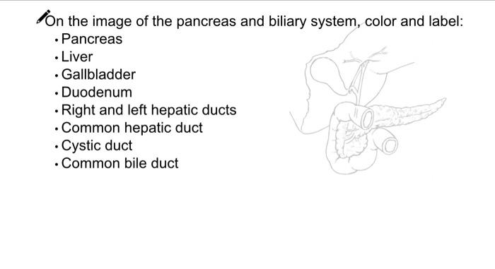 On the image of the pancreas and biliary system, | Chegg.com