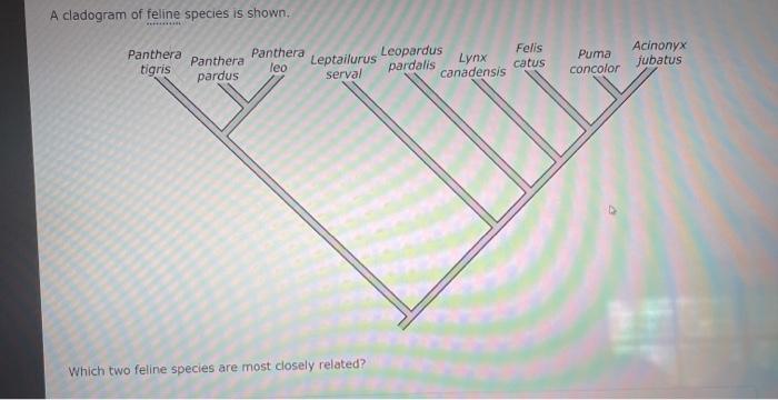 Solved A cladogram of feline species is shown. Panthera | Chegg.com