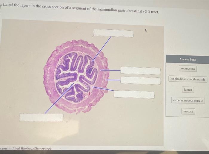 Solved Label the layers in the cross section of a segment of | Chegg.com