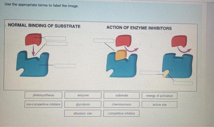 Solved Use the appropriate terms to label the image. NORMAL | Chegg.com