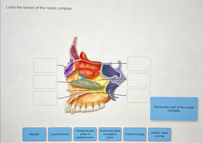 Solved Label the bones of the nasal complex. | Chegg.com