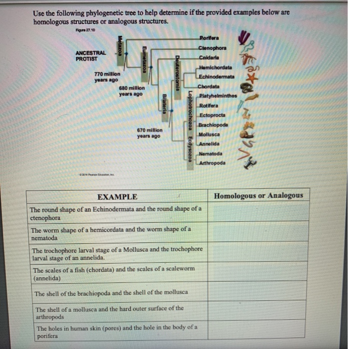 Metazoa Eumetazoa Use the following phylogenetic tree | Chegg.com