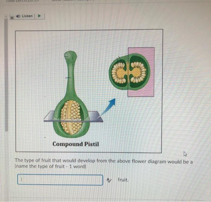 Solved Listen CD Compound Pistil The type of fruit that | Chegg.com