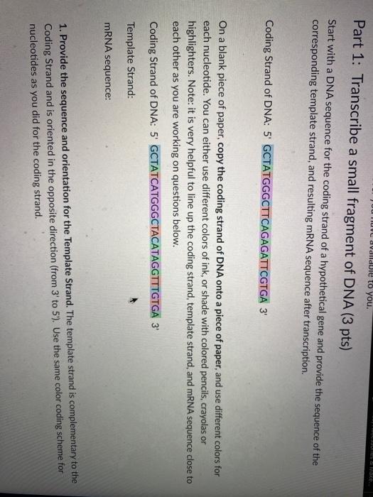 Solved Template Strand: 2. Based on the template sequence, | Chegg.com