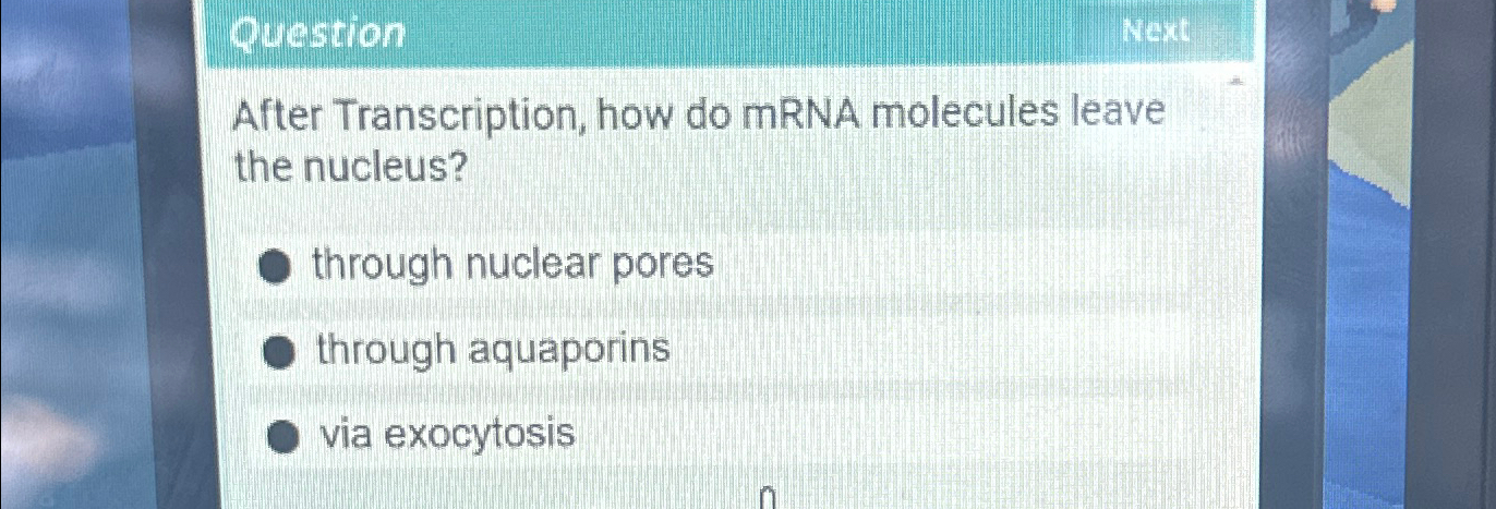 Solved QuestionNextAfter Transcription, how do mRNA | Chegg.com