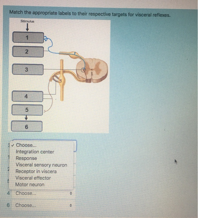 Solved Match the appropriate labels to their respective | Chegg.com