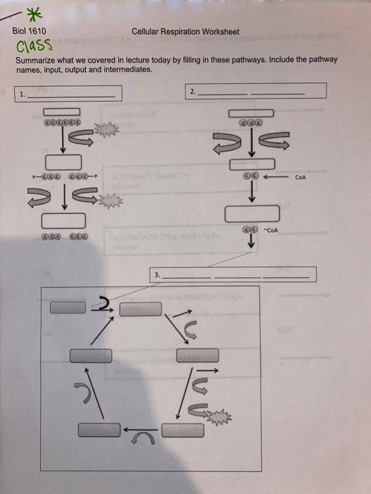 Solved Biol 1610 Cellular Respiration Worksheet Class | Chegg.com