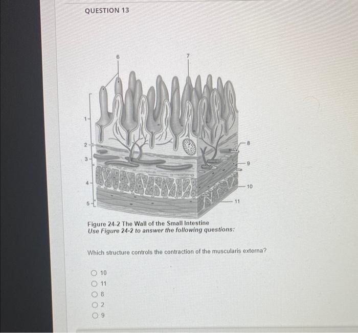 Solved Figure 24-2 The Wall of the Small Intestine Use | Chegg.com