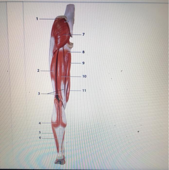 Solved labeling activity: muscle of the lower extremity | Chegg.com