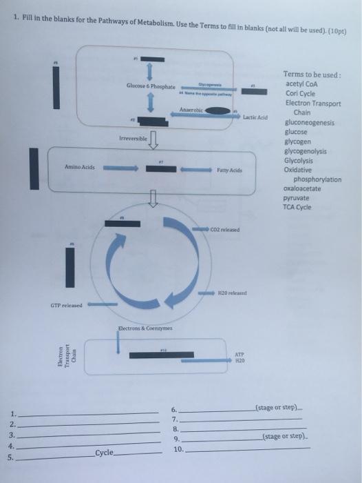 Solved 1. Fill in the blanks for the Pathways of Metabolism. | Chegg.com